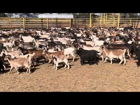 Victo Mixed Sex Weaner goats