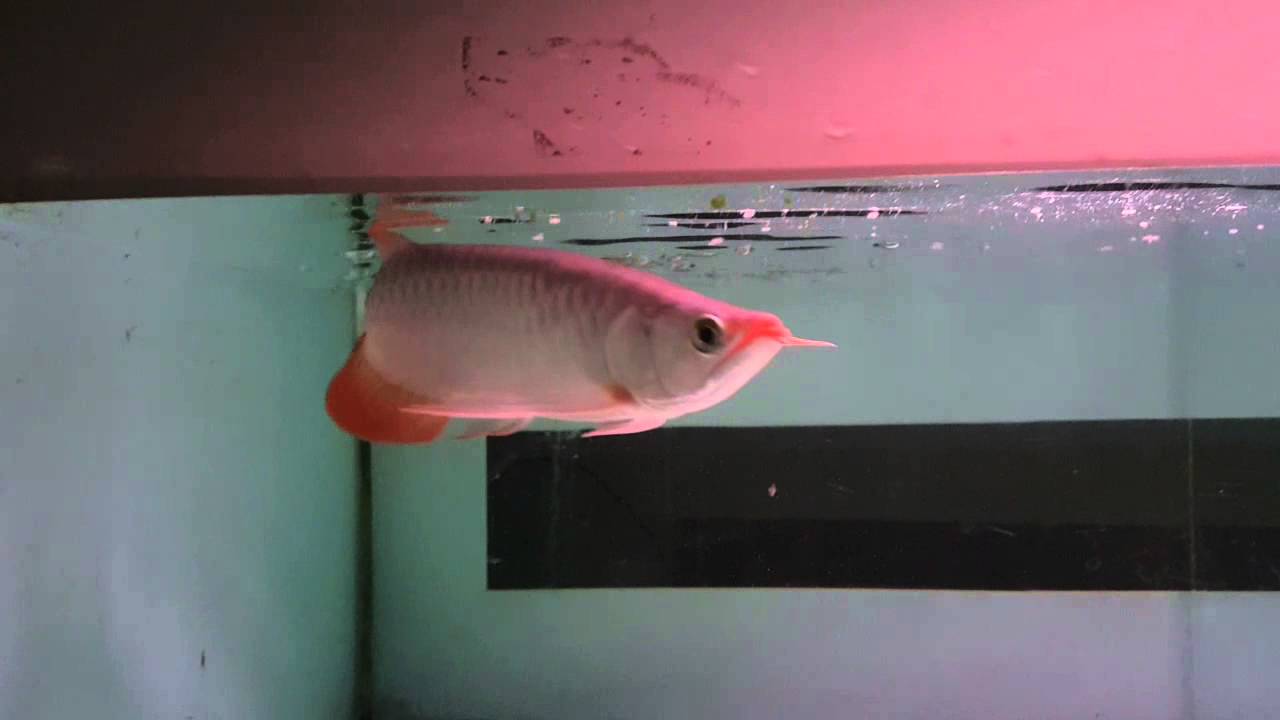 RDC Collections: "Monkey" asian super red 28-30cm - YouTube