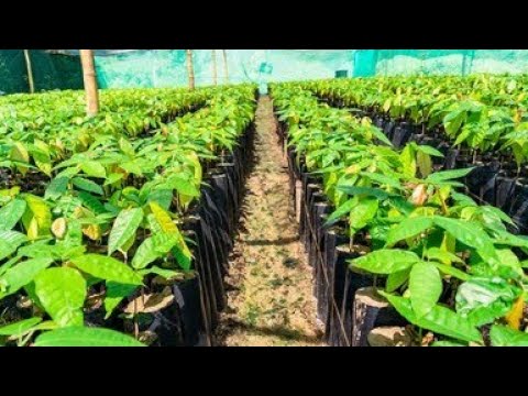How to easily propagate cocoa from seeds - YouTube