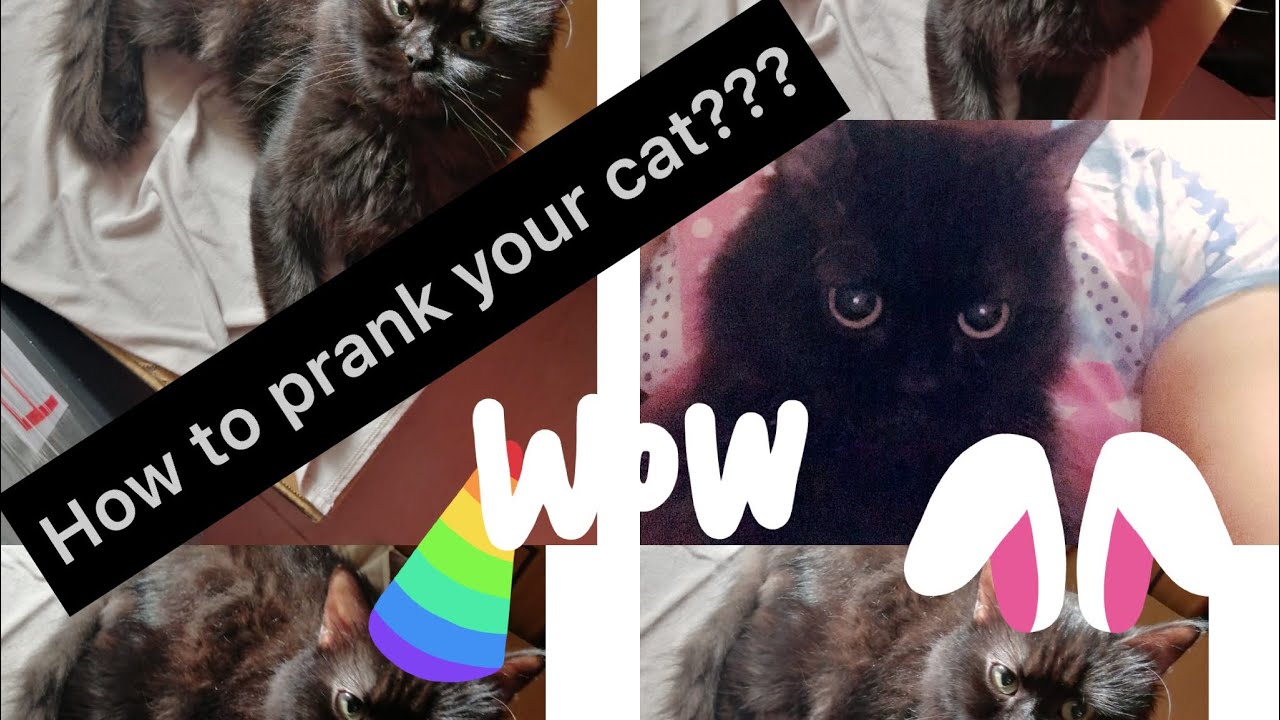 How to Prank your cat? - YouTube