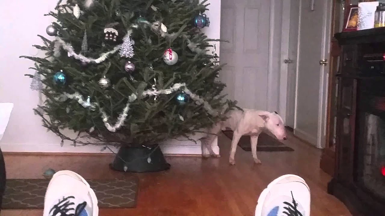 Bull terrier trancing - YouTube