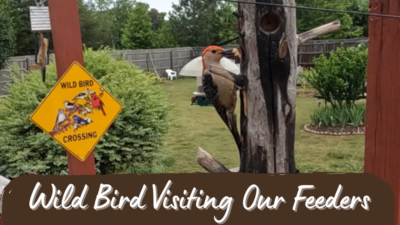 WILD BIRDS VISIT OUR FEEDERS | Bird Watching | Nature - YouTube