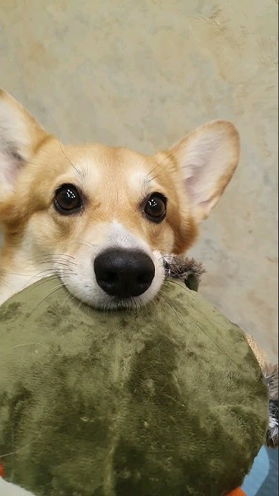 cute corgi dog tricks #corgitricks - YouTube