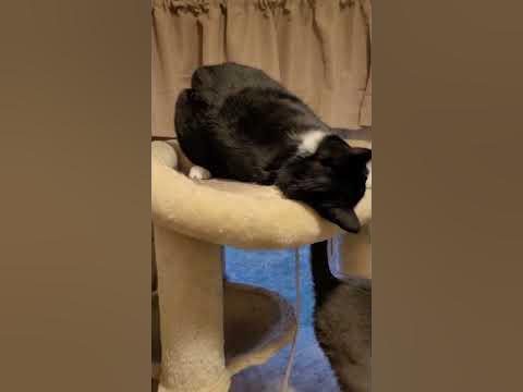 The smell of cat nip makes me craaaazzy!! 🤪 - YouTube