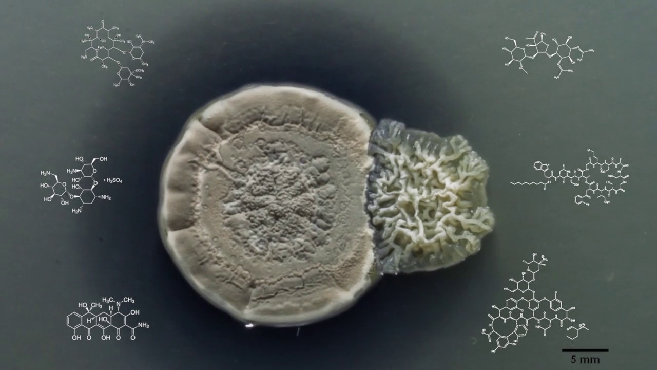 Microbes are Beautiful - YouTube