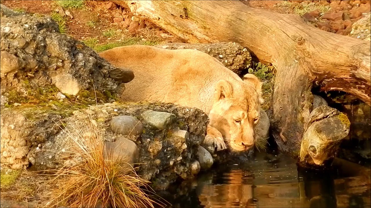 Lion Drinking Water - YouTube