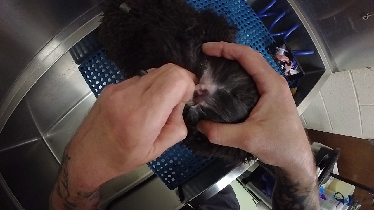 Poodle Ear Plucking and Cleaning #grooming #pov #asmr #tutorial - YouTube