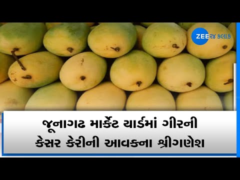 Kesar Keri makes 'grand entry' at Junagadh market yard | Zee News - YouTube