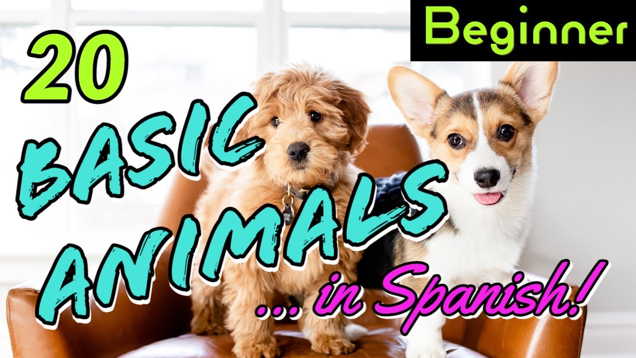 Listen and Learn Spanish - Animal Names (Beginner Spanish Lesson) - YouTube