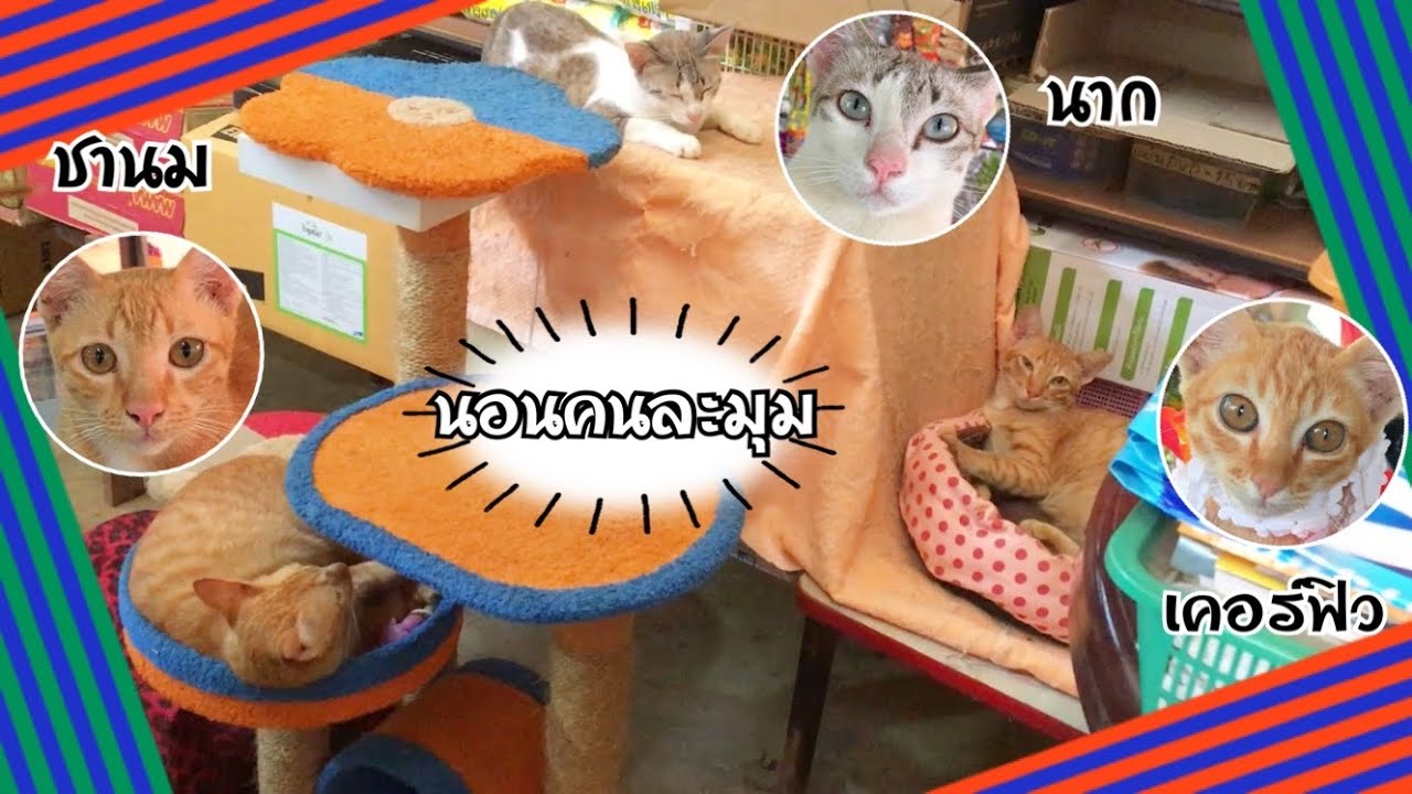 CAT || ชานม เคอร์ฟิว นาก แบ่งที่กันนอนคนละมุม || Aui & Cat - YouTube