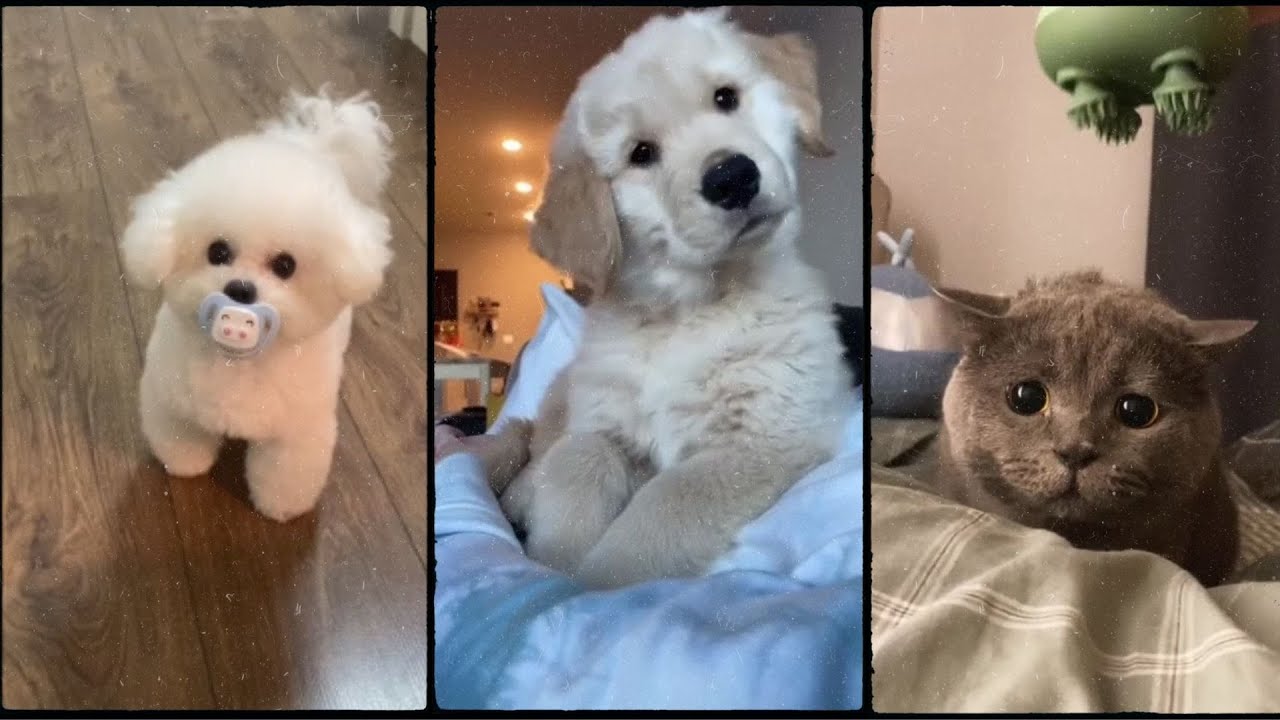 Pawsitively Adorable 🐾: A Compilation of Cute Dogs and Cats! 😻🐶 - YouTube