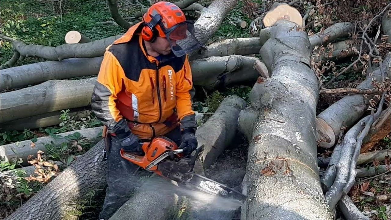 Lumberjack with a chainsaw and cutting off an uprooted deciduous tree ...
