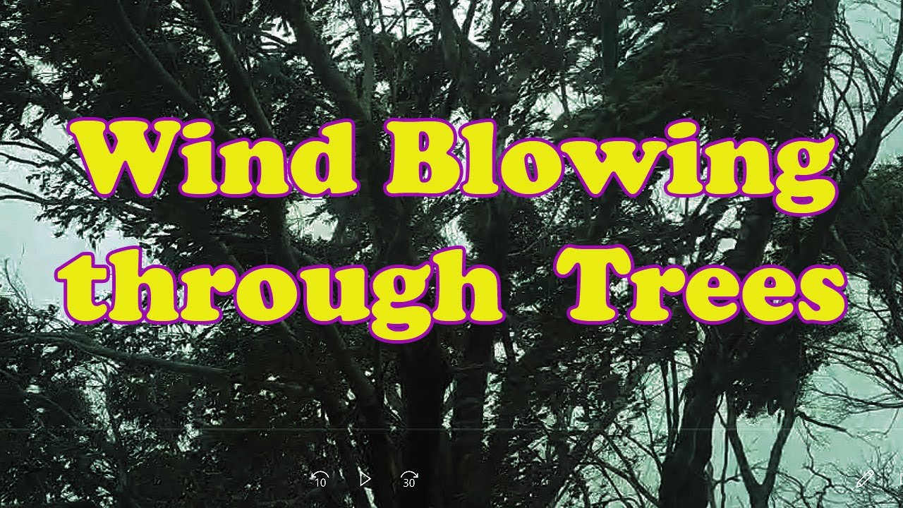 Wind Blowing through Trees - 4K - Relax - YouTube