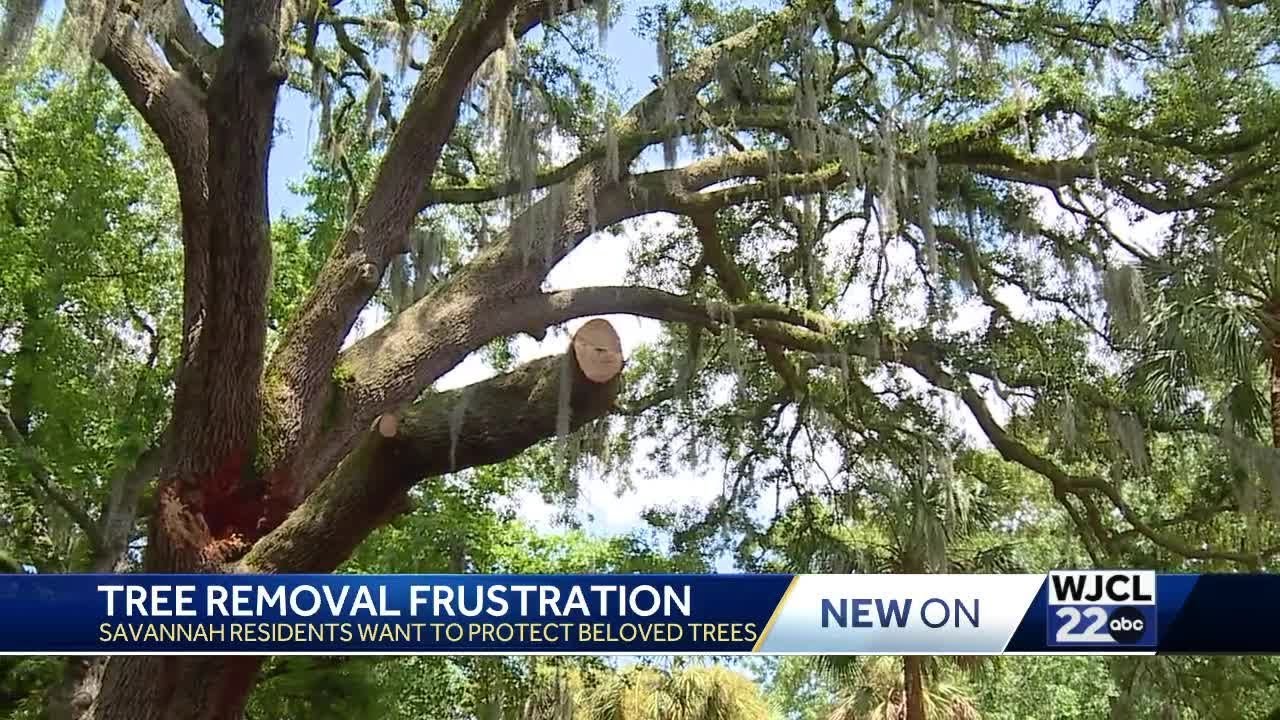 Savannah's live oak tree canopy is aging; what you need to know now to ...