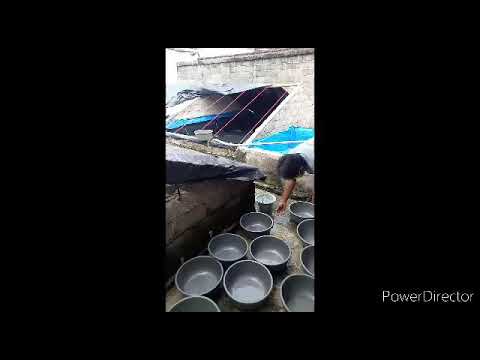 Striping telur ikan patin - YouTube