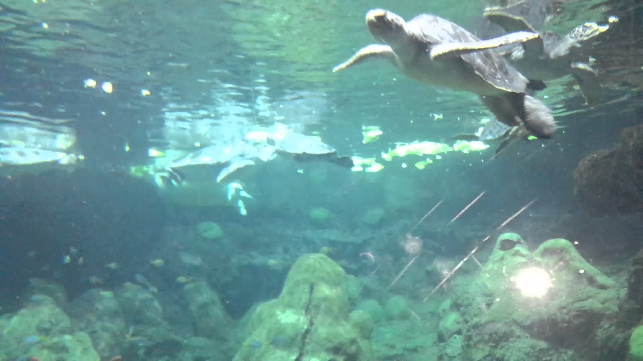 Turtles at Sea World! - YouTube
