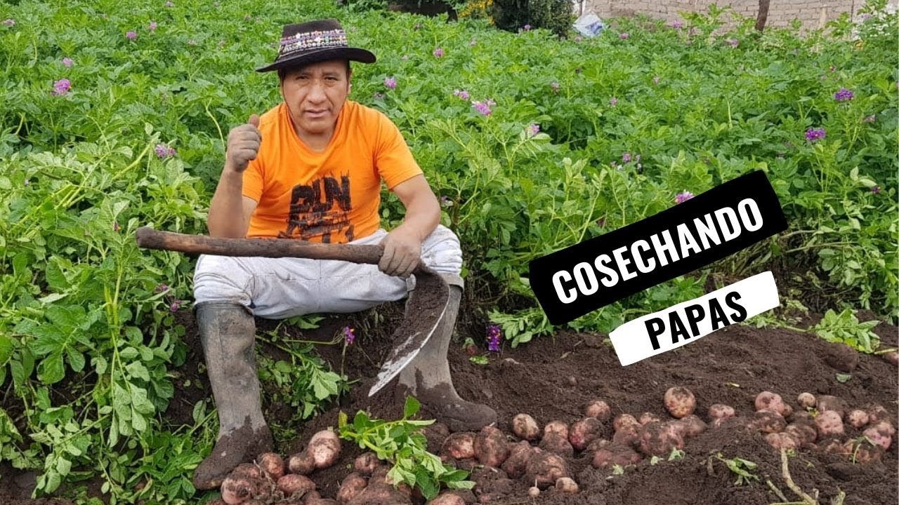 Cosechando Papas - YouTube