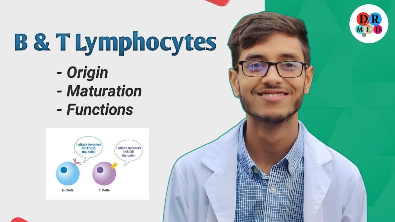 T lymphocyte | B lymphocyte | Origin & Maturation | Microbiology bangla ...