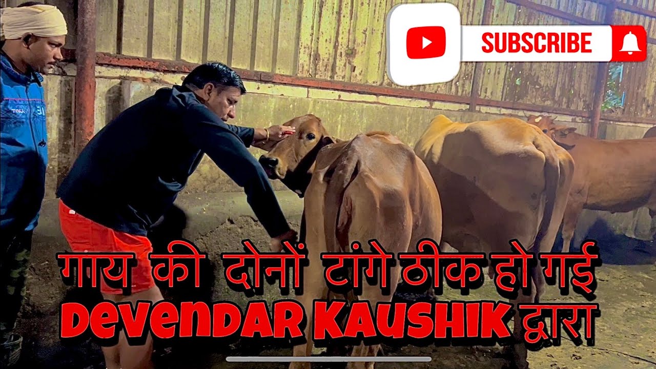 गाय की दोनों टांगे ठीक हो गई Devendar Kaushik द्वारा.! ️ - YouTube