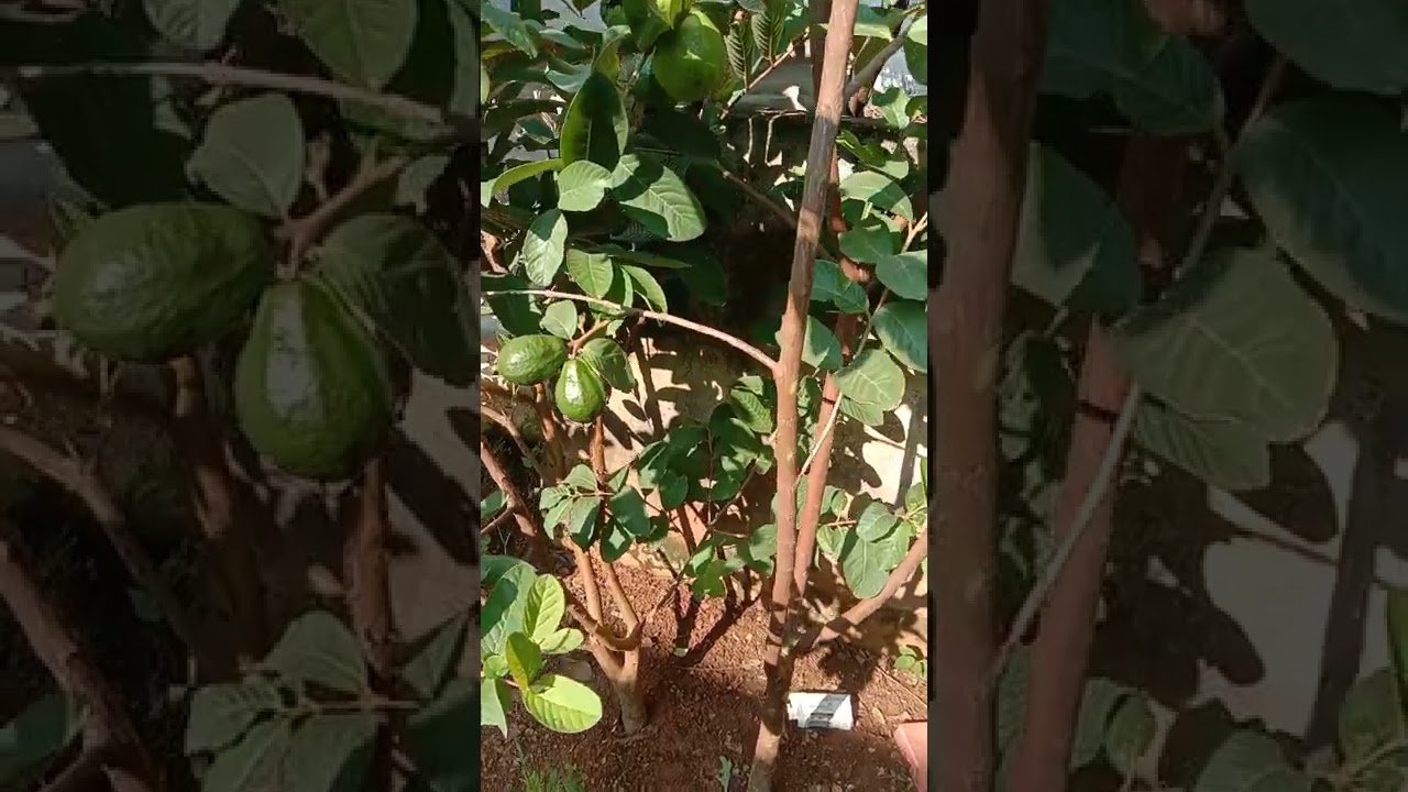 TAIVAN JAMA TREE 🌲 - YouTube