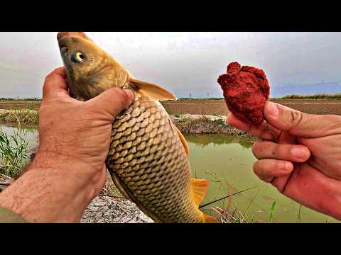 Această Momeală Prinde ORICE Pește! Crap și Caras la Plută