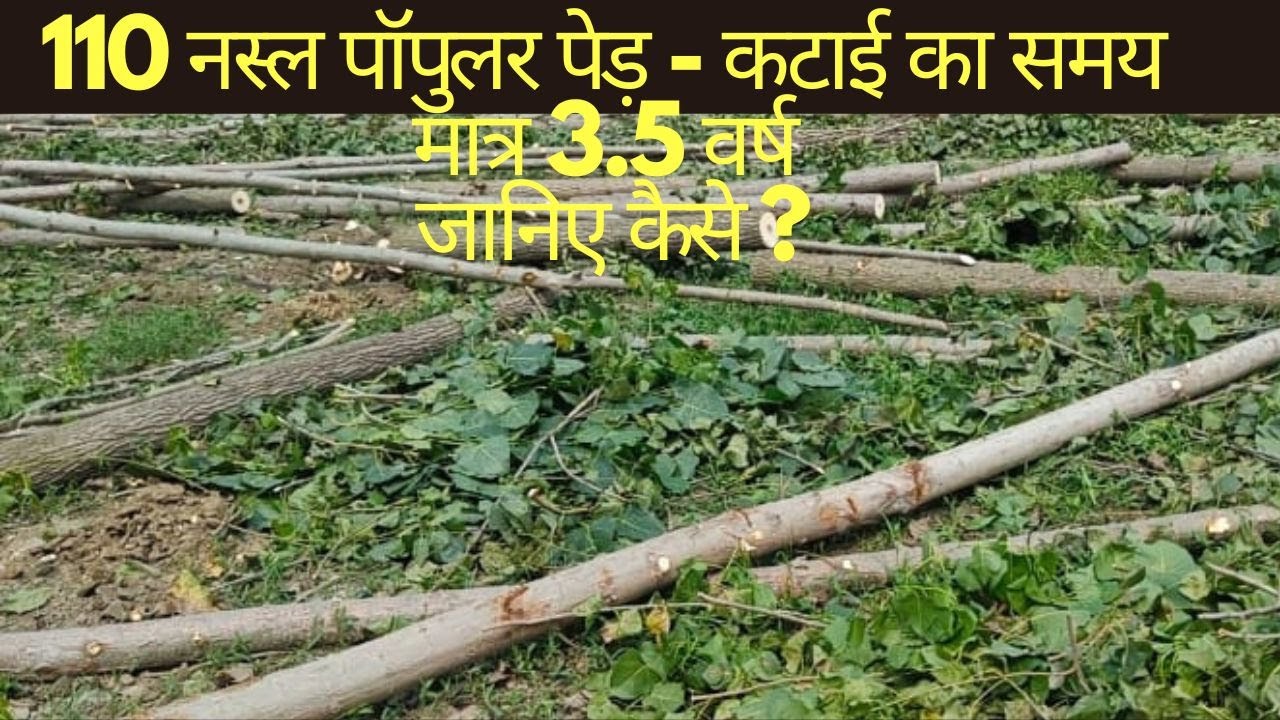 Hybrid Poplar Tree Harvesting Time 3.5 Years - YouTube