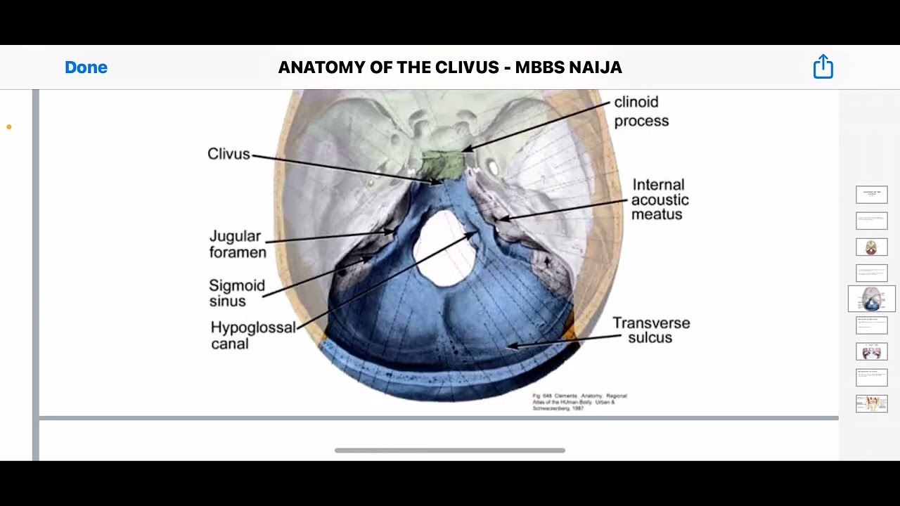 Anatomy of the Clivus or Blumenbach clivus - YouTube