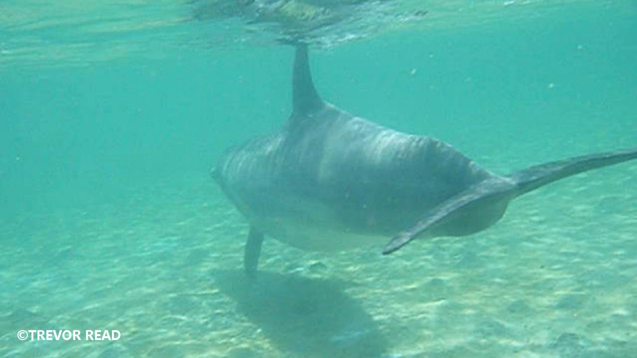 Dusty The Dolphin- Compilation( White strand,Fanore & Inis Oírr) - YouTube