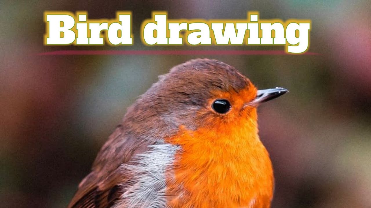 bird drawing | pencil drawing | easy drawing | Artie - YouTube