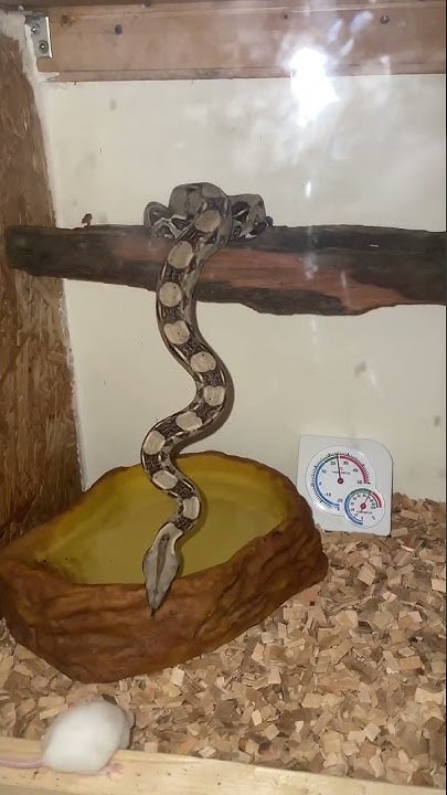 Boa vs Mouse #boa #mouse #snakes #snake #terraria #terra - YouTube