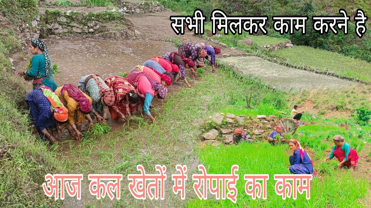 आज कल पहाड़ों में रोपाई का काम प्यारे खेतों में #phadilifestyle ...