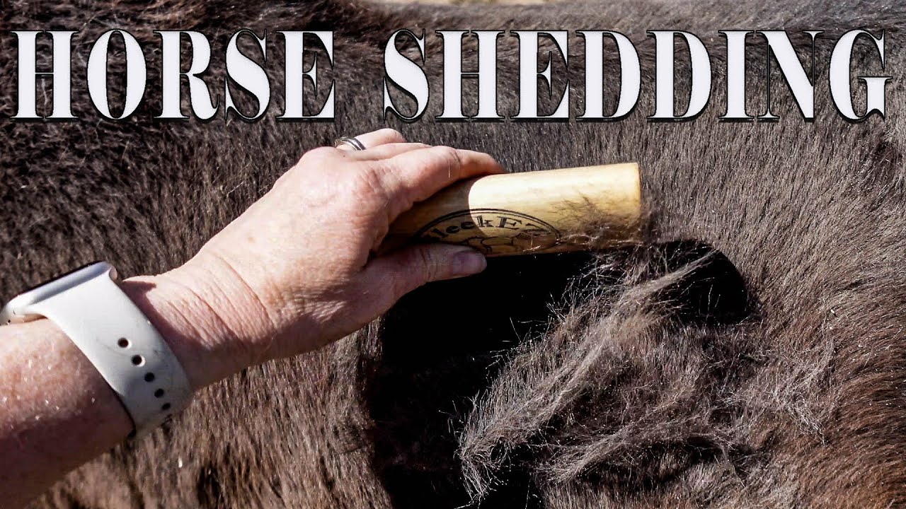 SATISFYING HORSE SHEDDING | ASMR GROOMING 2024 - YouTube