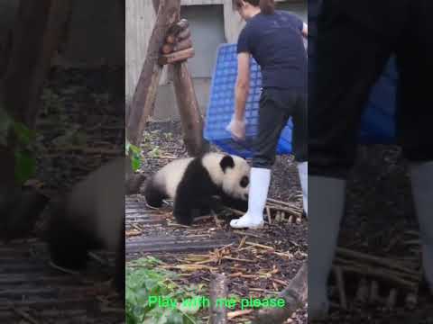 Panda bolasi zoparkda - Prikol Смех #shorts