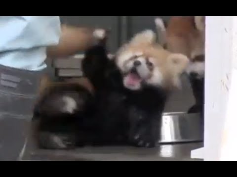 Red Panda Baby Surprise - YouTube