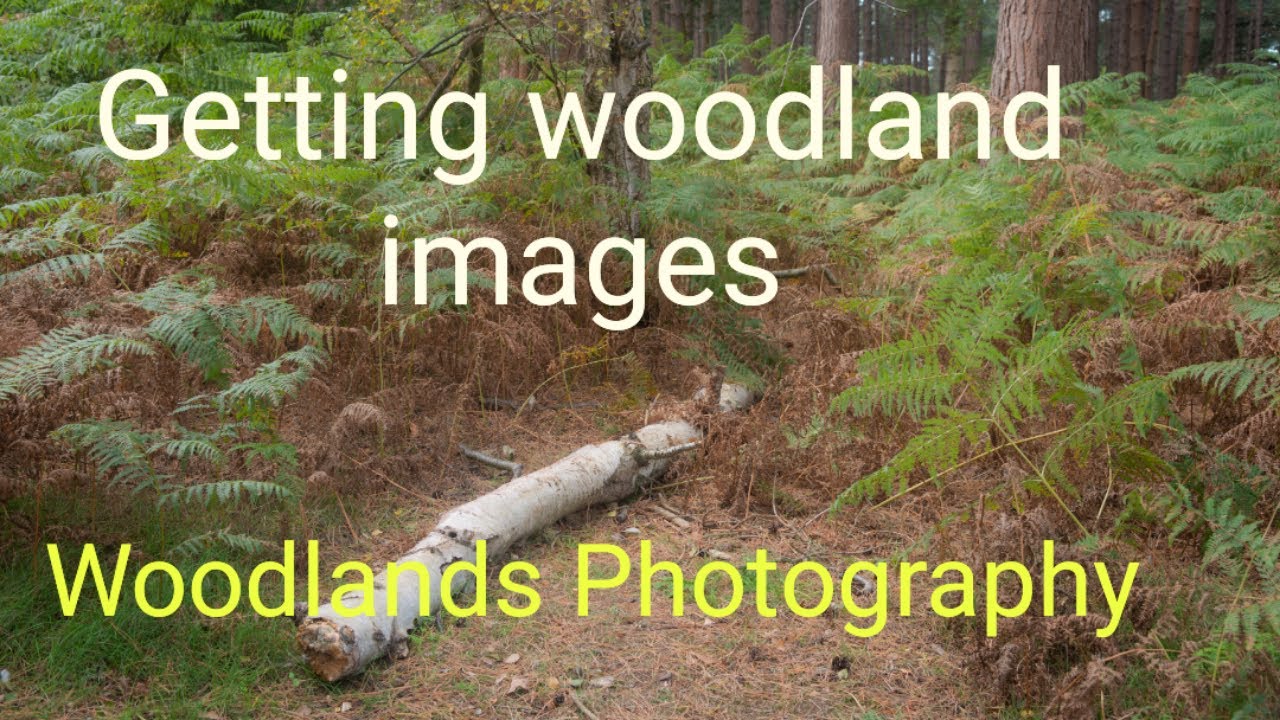 Getting woodland images - YouTube