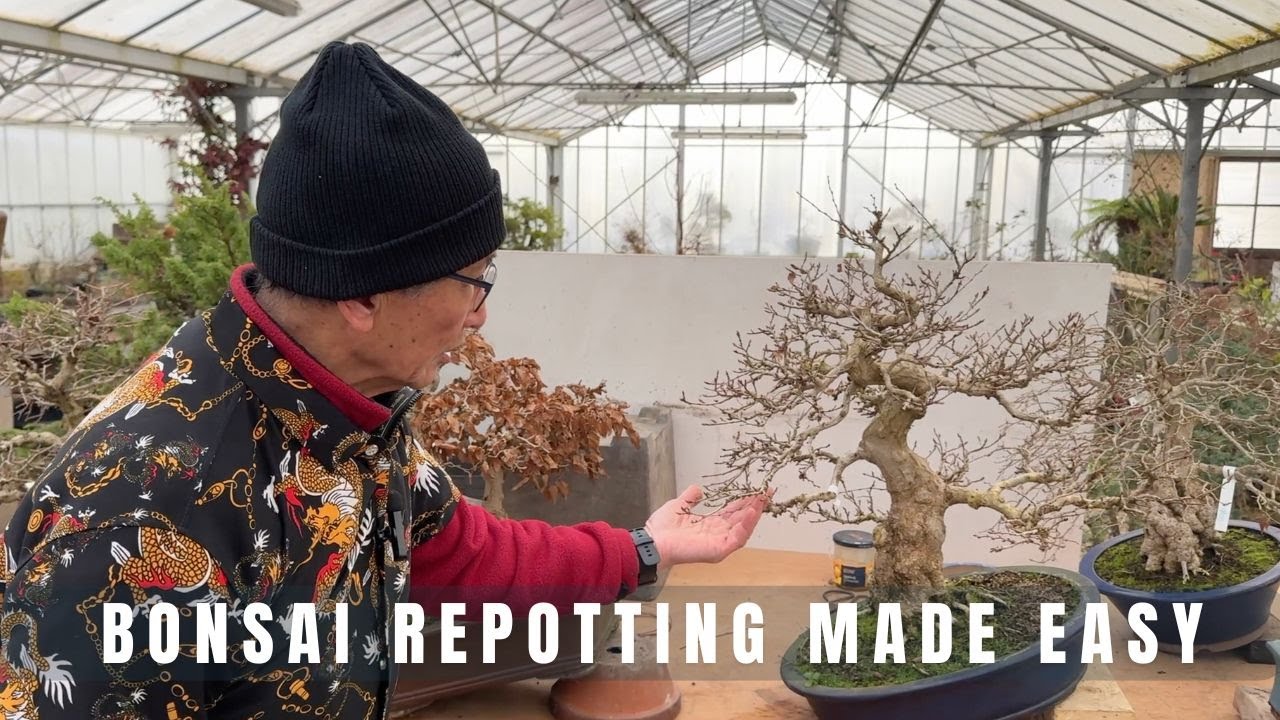 Bonsai Repotting Made Easy - YouTube