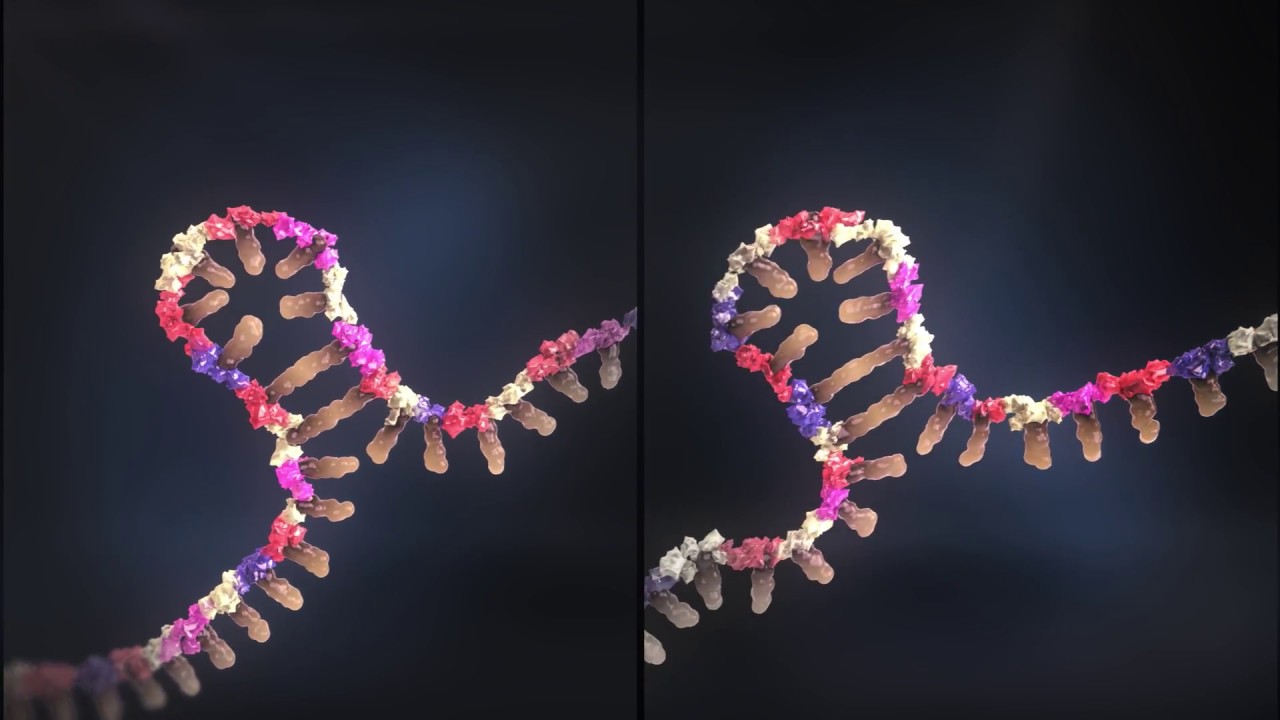 Visualize the Fascinating Roles of lncRNA - YouTube