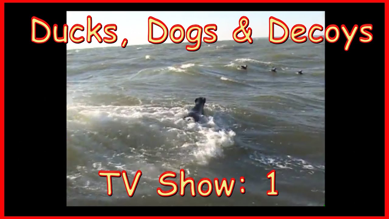 Ducks, Dogs & Decoys: Show 1 - Duck Hunting - Brant Hunting - Sea Duck ...