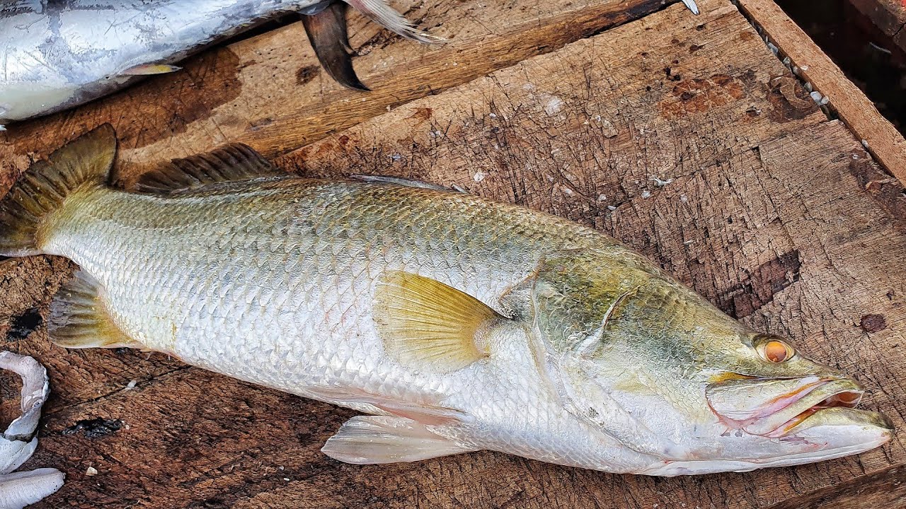 Amazing Barramundi Fish Cutting | Express Fish Cutting Skills - YouTube