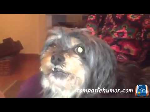 Perro del Real Madrid - YouTube