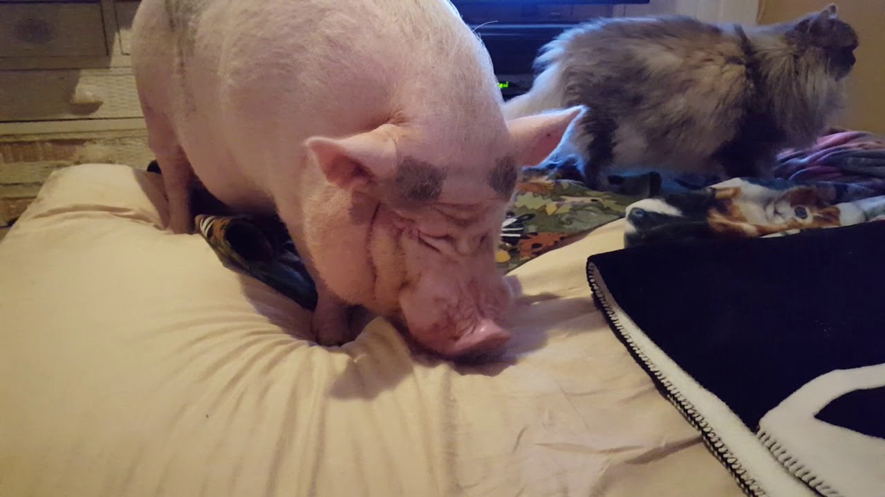 Sammy the Mini Pigs bedtime routine - YouTube
