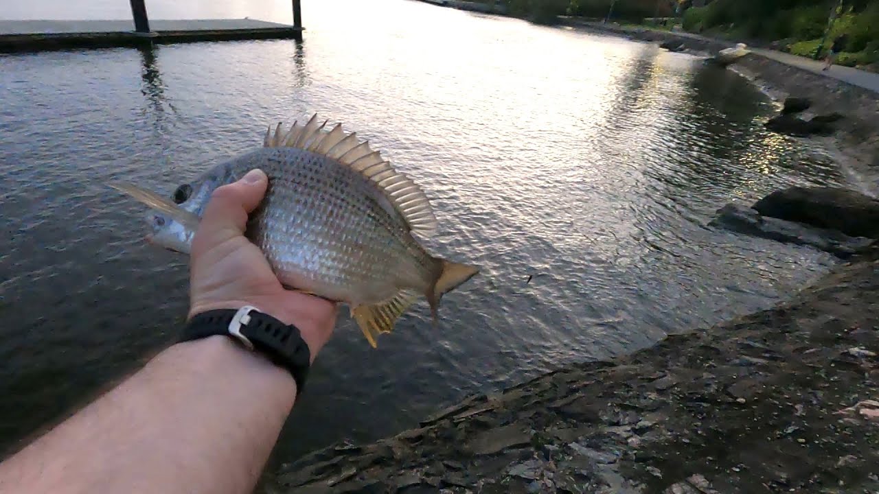 Bream fishing on lures - Brisbane River - YouTube