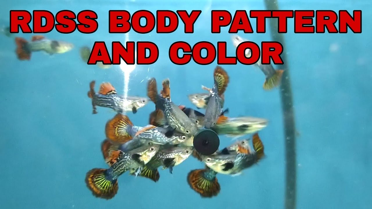 RDSS FROM DAY OLD TO 3.5 MONTHS - YouTube