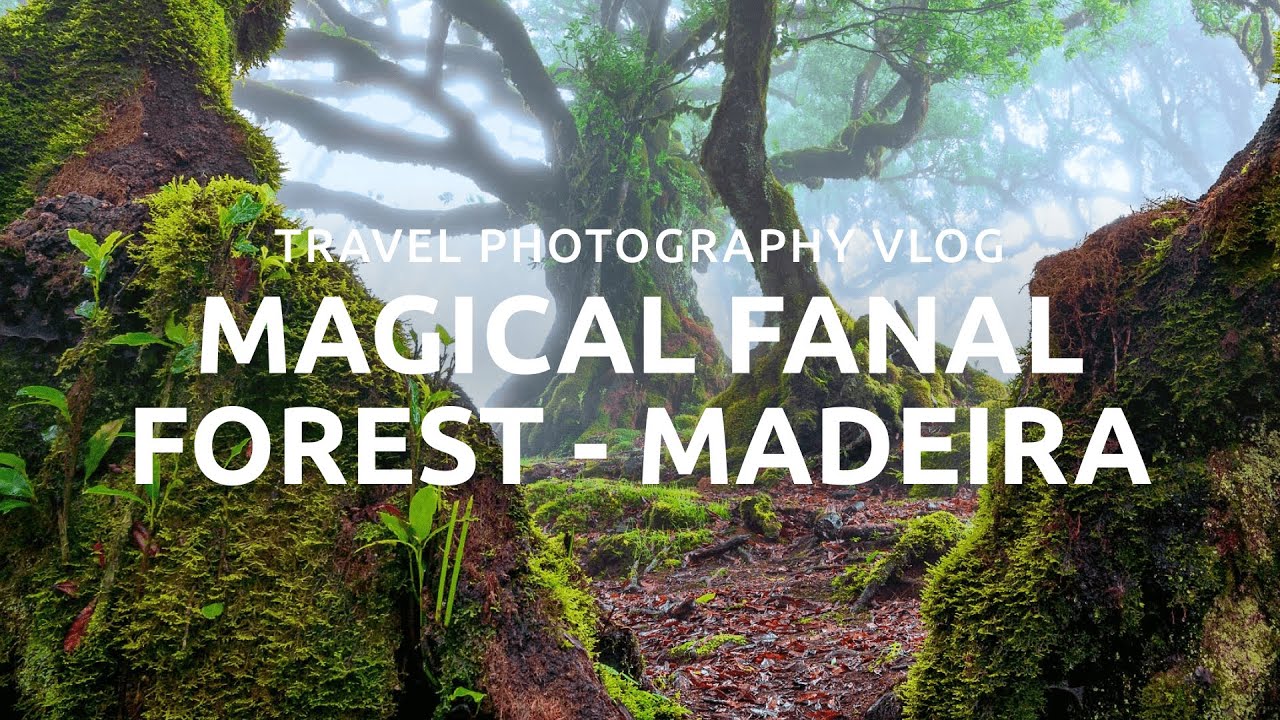 Photographing the Magical Fanal Forest | Madeira Travel Photography ...