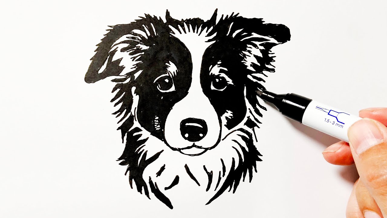 How To Draw A Miniature American Shepherd Dog YouTube how-to-draw-a-miniature-american-shepherd-dog-youtube