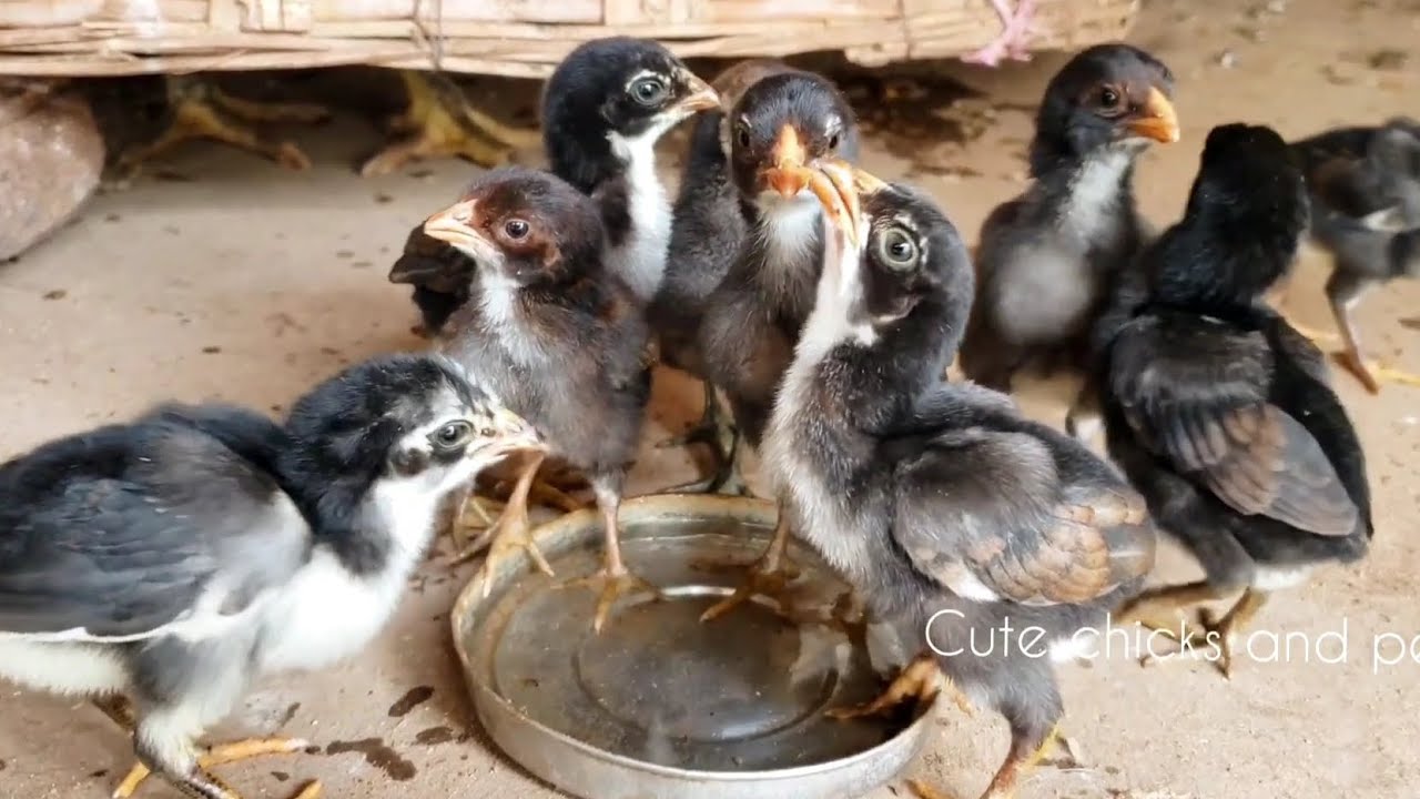 Baby chickens water time/chicks drinking water/pet care/little birds ...