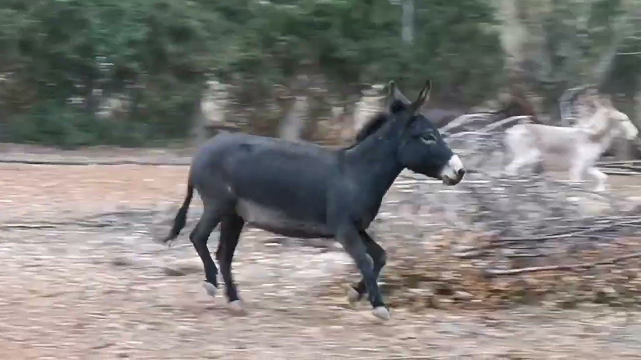 Donkeys playing free - YouTube