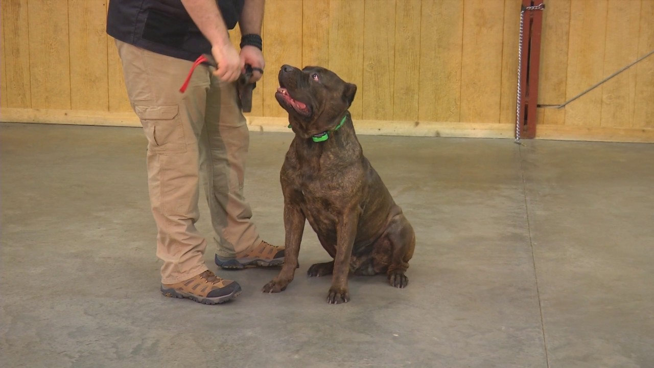 Cane Corso "Ace" 3 Years Obedience/Protection Trained by Protection Dog ...