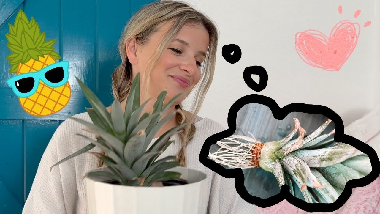 how to grow pineapples from a pineapple top | activities and lessons ...