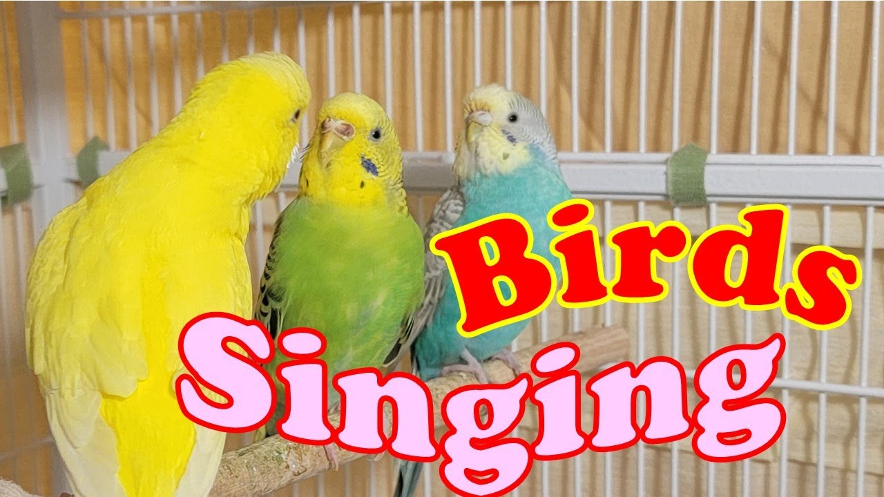 9 Hr Help Quiet Parakeets Sing Playing This, Cute Budgies Chirping ...
